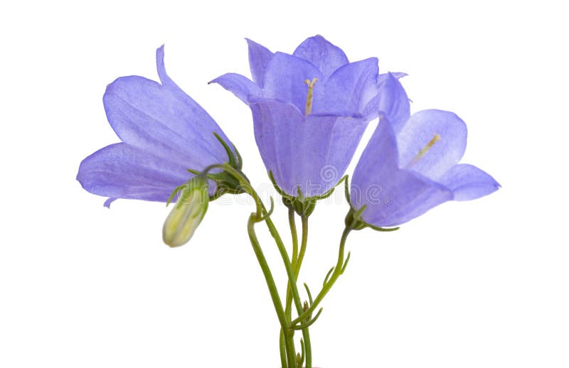 Blue bell isolated stock image. Image of close, plant - 251883177