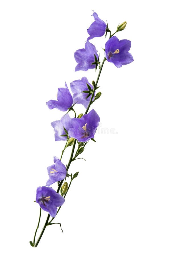 Blue bell isolated stock photo. Image of bouquet, nature - 72562700
