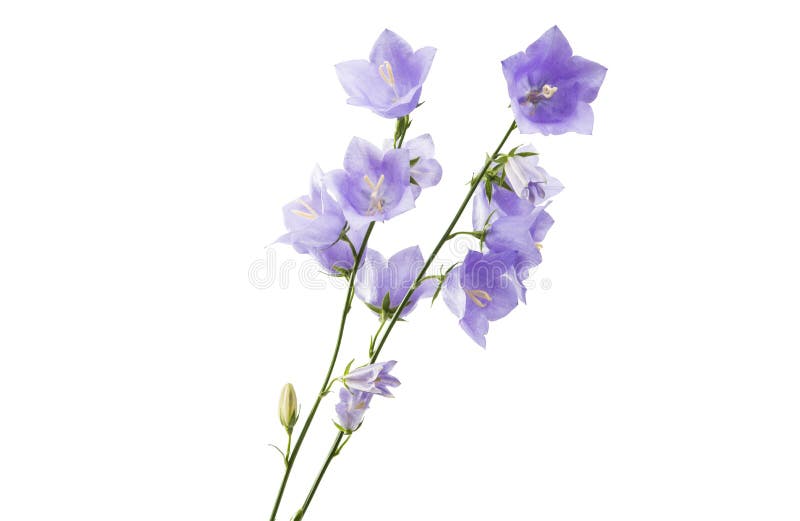 Blue bell isolated stock image. Image of close, plant - 251883177