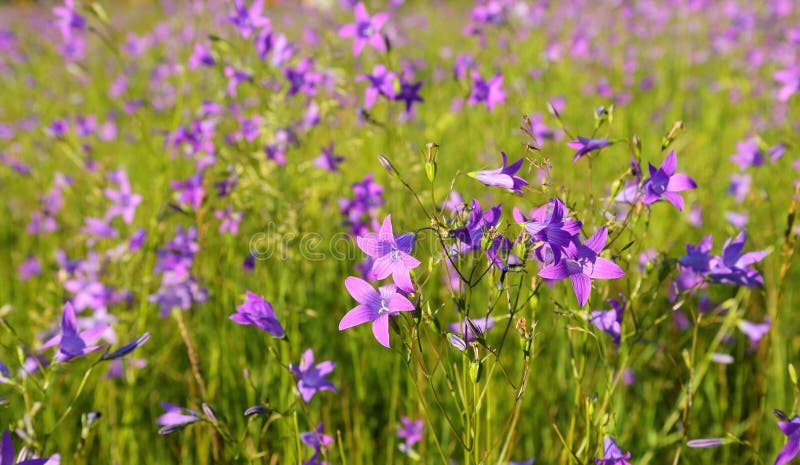 Blue bell. stock photo. Image of bellflower, color, petal - 109863982