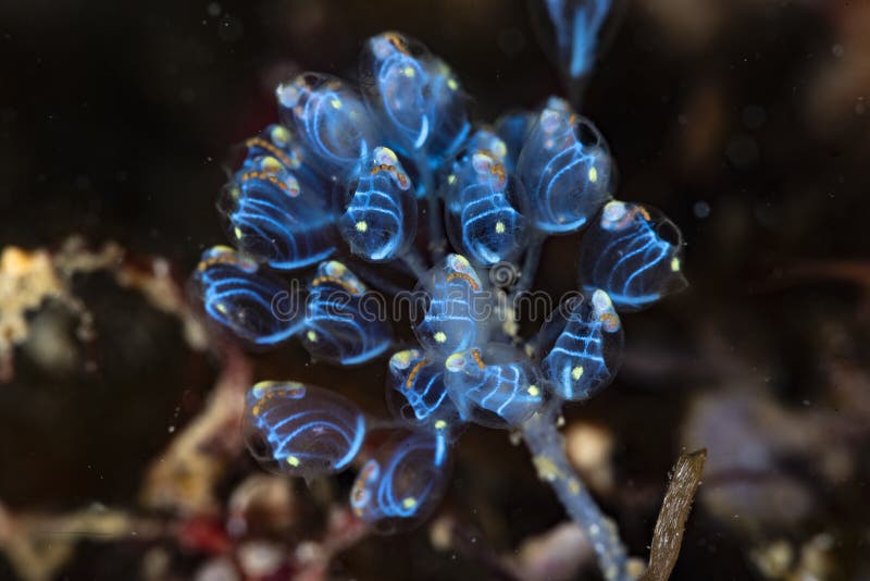 Perophora Stock Photos - Free & Royalty-Free Stock Photos from Dreamstime