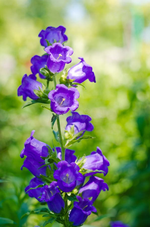 Blue Bell-shaped Flower Spike Stock Image - Image of bellshaped, garden ...