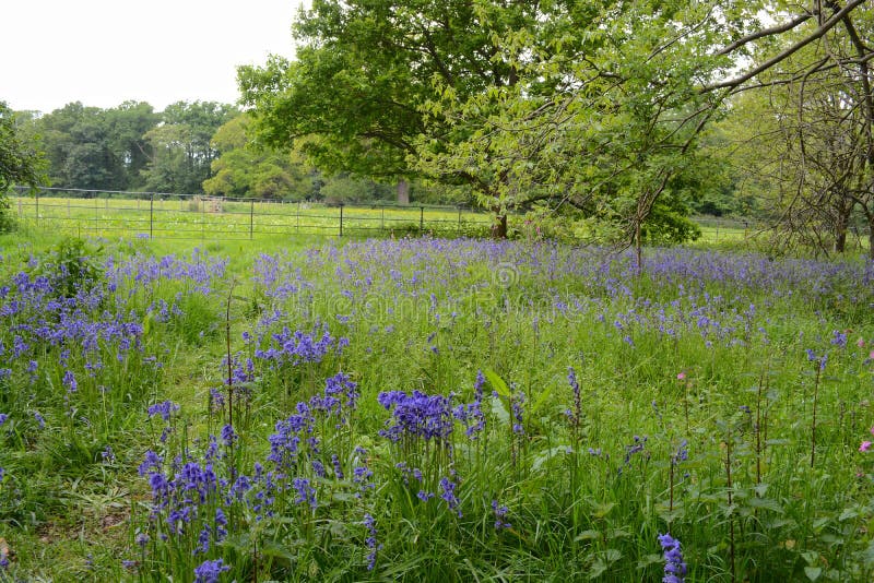 Blue bell wood stock photo. Image of leaves, wood, bell - 40818226