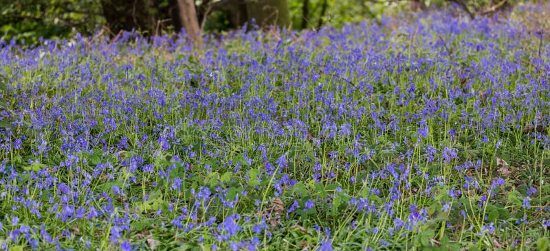Blue Bell stock photo. Image of seasons, greenery, bluebells - 92369742