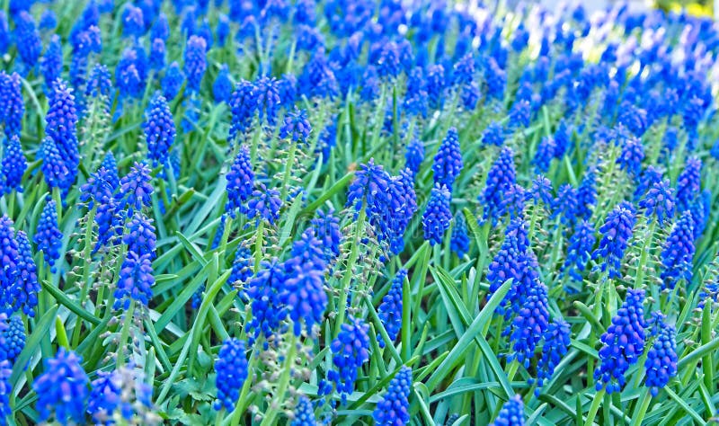 Blue Bellevalia Pycnantha Flowers in the Sun with a Flying Bee Stock ...