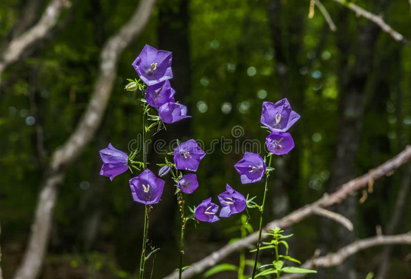 Blue bellflower stock image. Image of flowering, blossomed - 186403649