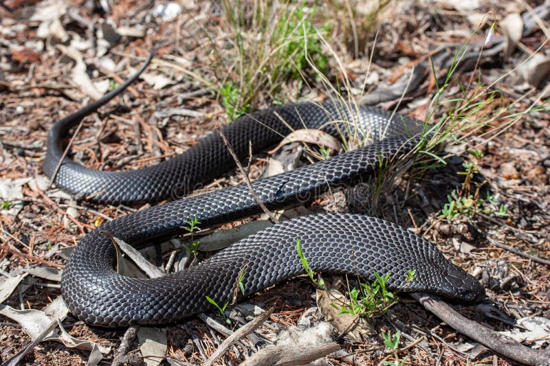 Blue-bellied Black Snake stock photo. Image of blue - 273724790