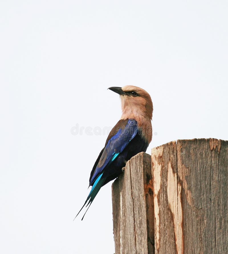 Blue-bellied Roller 1 stock image. Image of holiday, blue - 10704001