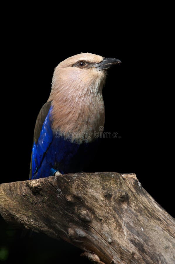 Blue-bellied Roller stock photo. Image of beak, cyanogaster - 14283484