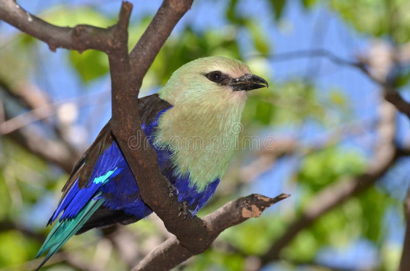 Blue bellied roller stock image. Image of rest, resting - 19771765
