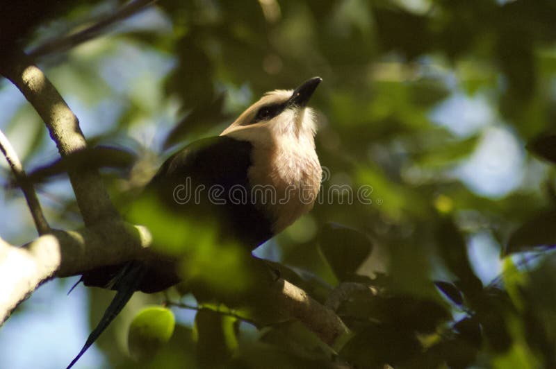 Blue-bellied roller stock image. Image of animals, bird - 174467499