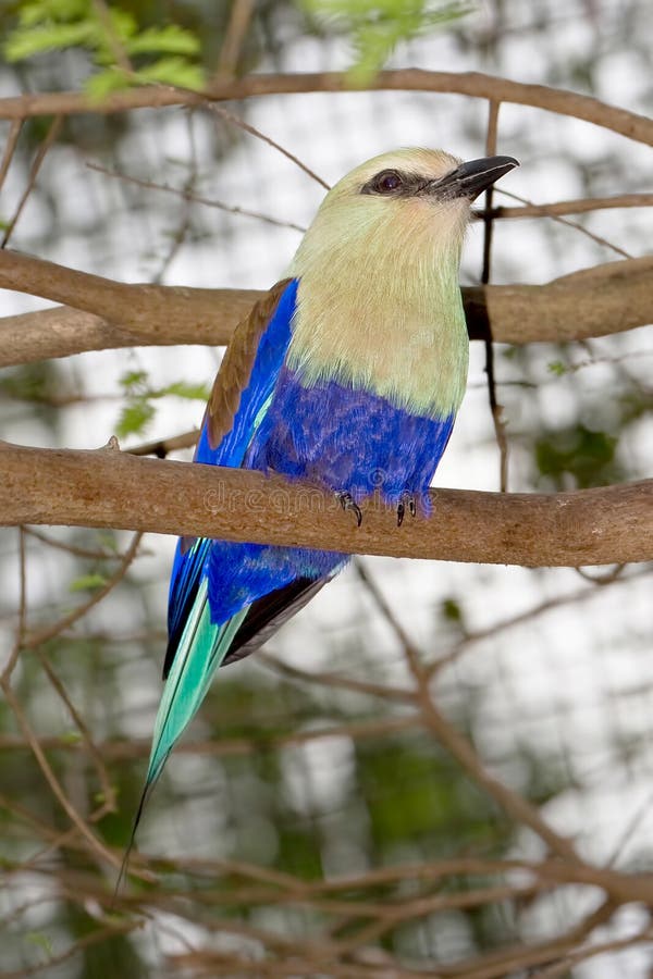 Blue-bellied Roller, Coracias Cyanogaster Nests in a Hole in a Tree - a ...