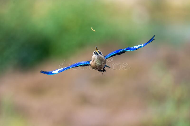Blue Bellied Roller Flight Stock Photos - Free & Royalty-Free Stock ...