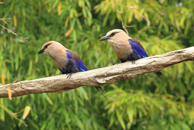Blue-bellied Roller, Coracias Cyanogaster Nests in a Hole in a Tree - a ...