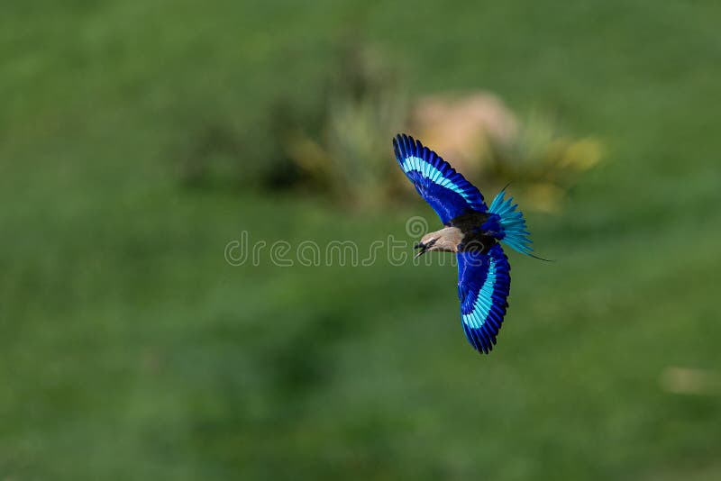 Blue-bellied Roller stock image. Image of roller, branch - 30286455