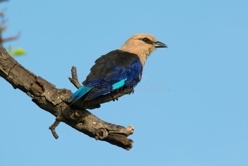 Blue-Bellied Roller stock photo. Image of west, bird - 33291646