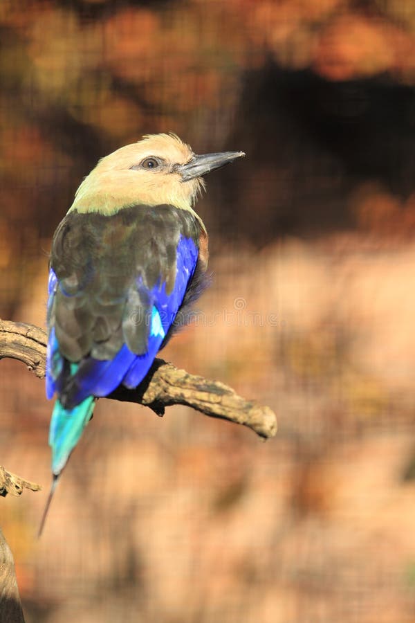 Blue-bellied Roller Coracias Cyanogaster Stock Image - Image of wild ...
