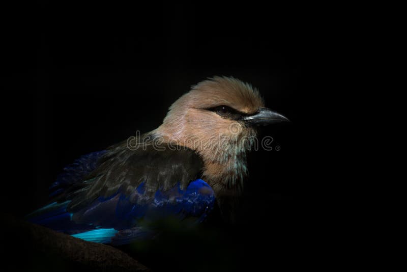 Blue-bellied roller stock photo. Image of animal, blue - 74747226