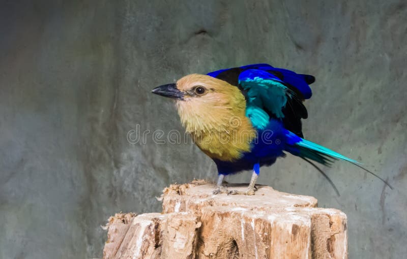 Blue Bellied Roller Standing on a Tree Stump with Spread Wings Ready ...