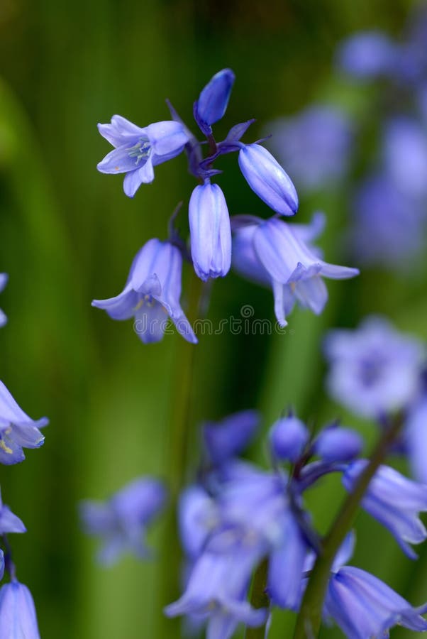 Blue bells stock photo. Image of bells, garden, wood - 11393646