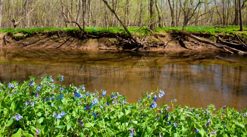 Blue Bells Along Bank of River Stock Image - Image of lilac, garden ...