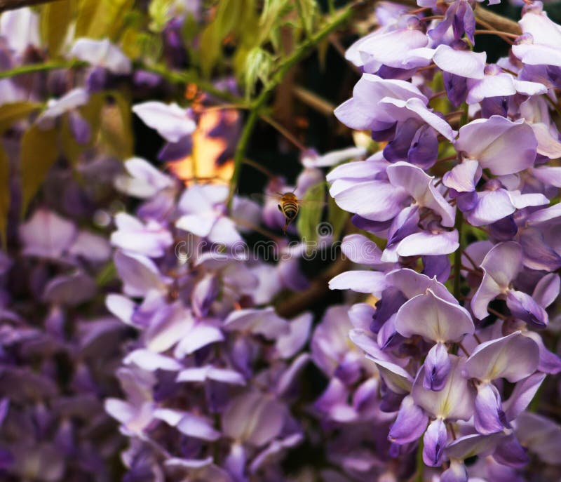 Blue bells and a bee stock photo. Image of sprouting - 88950892