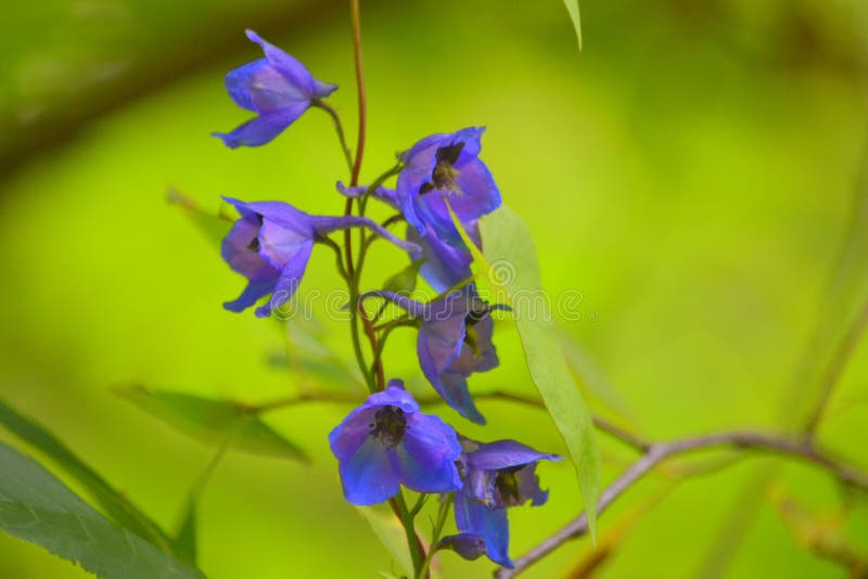 Blue bells close up stock photo. Image of summer, blue - 180276048