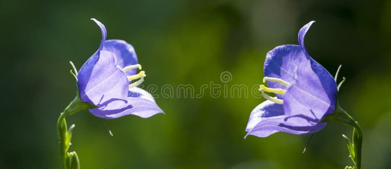 Blue Bells Forest during Sunset. Stock Photo - Image of colorful ...