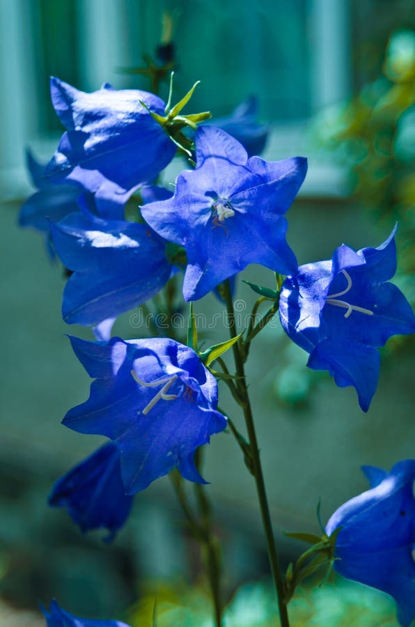 Blue bells stock photo. Image of nature, bells, contrast - 41843372