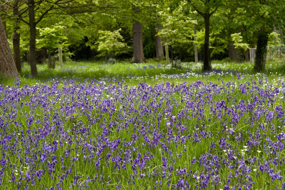 Blue bells stock image. Image of flower, medow, colour - 78723643