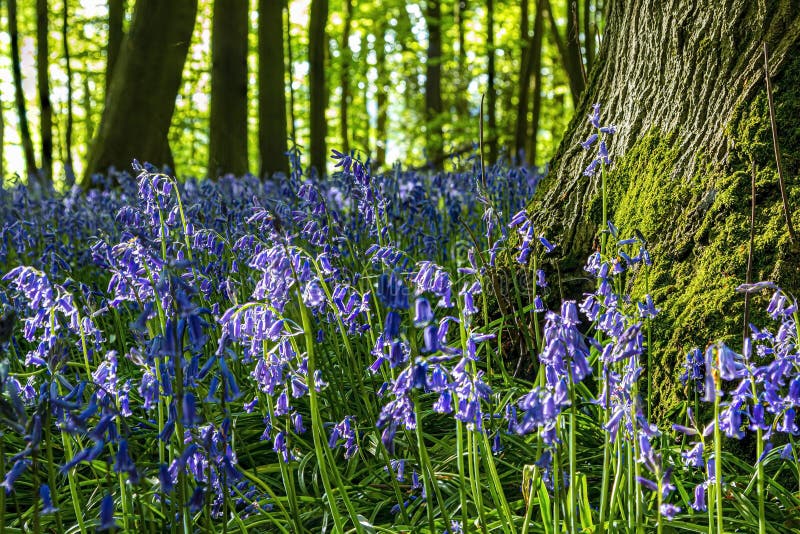 Blue Bells Forest during Sunset. Stock Image - Image of garden, flower ...