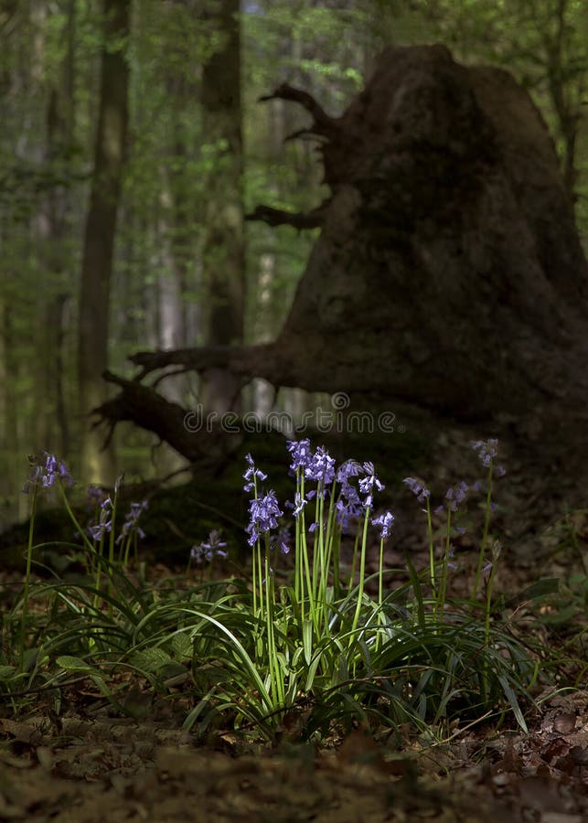 Blue Bells in Hallerbos, Belgium Stock Image - Image of leaf, meadow ...