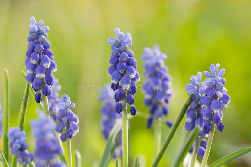 Blue bells spring flowers stock photo. Image of bells - 91587868