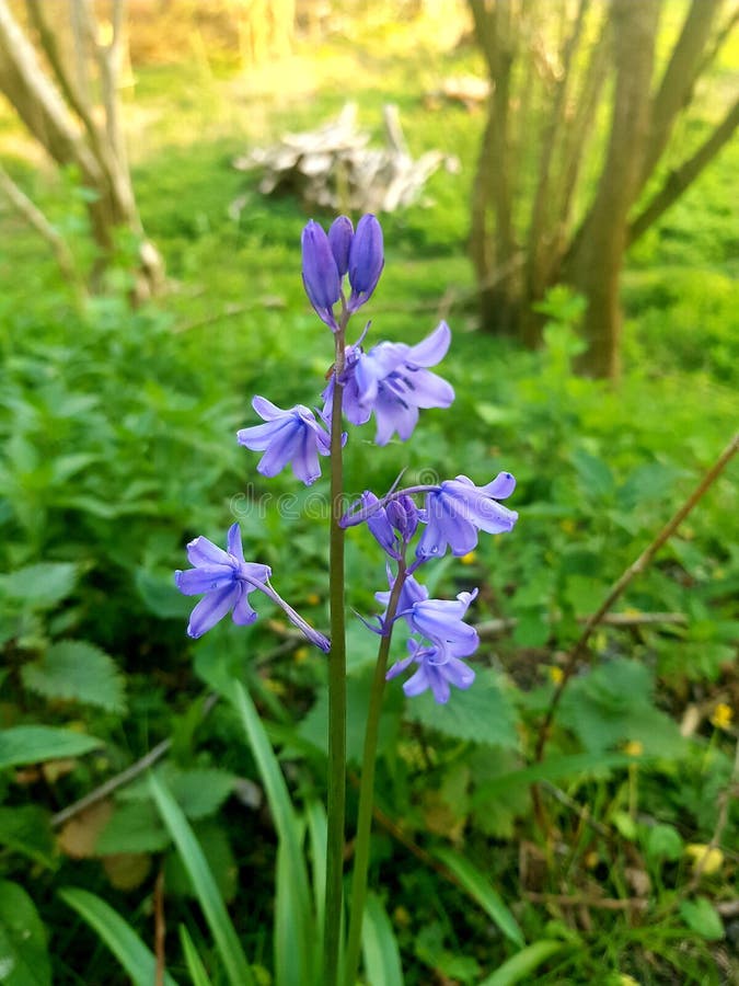 Blue Bells are Springing Up in the Forest Look so Good Stock Image ...
