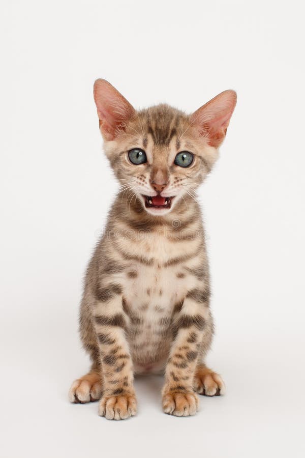 151 Bengal Kitten Meowing Stock Photos - Free & Royalty-Free Stock ...