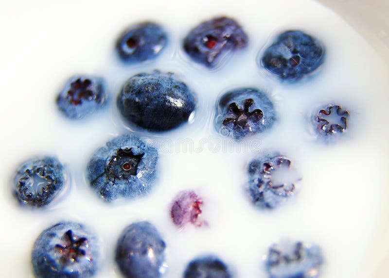 Blue berries stock photo. Image of berry, milk, blueberry - 6646088