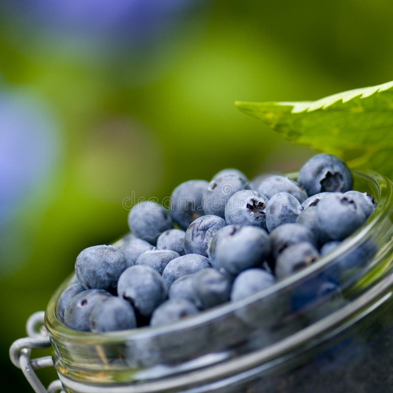 Blue berries stock image. Image of garden, plucked, healthy - 7456139