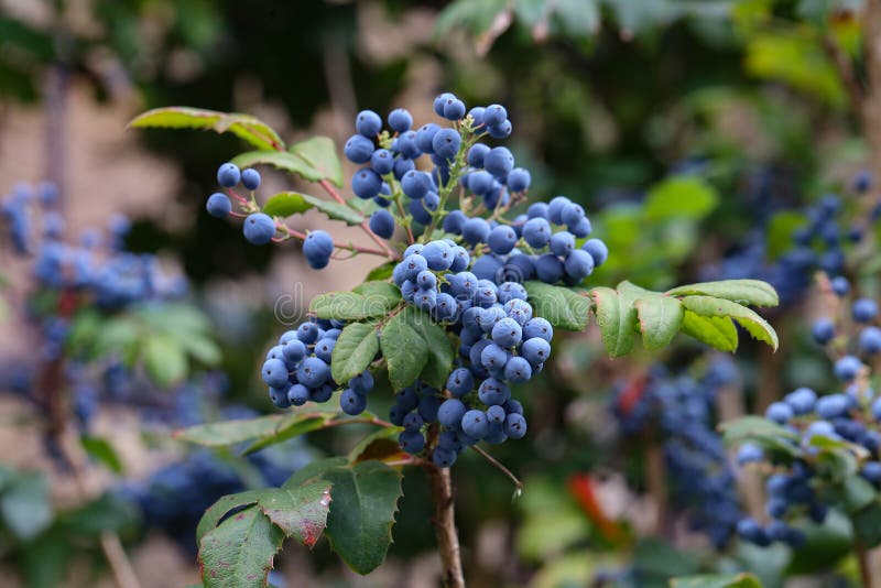 Blue berries on branches stock image. Image of juniper - 121353259