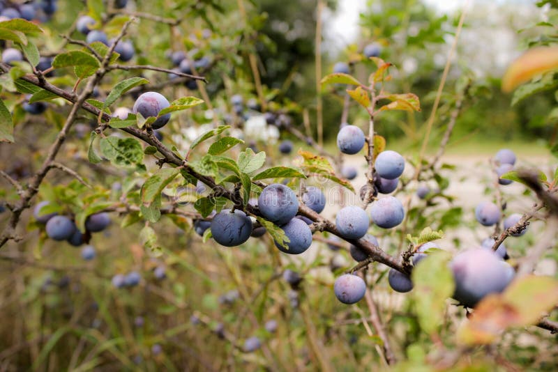 Blue berries on a branch stock image. Image of tree - 143156621