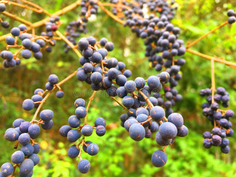 Blue berries on bush stock photo. Image of fruits, ripe - 86023278
