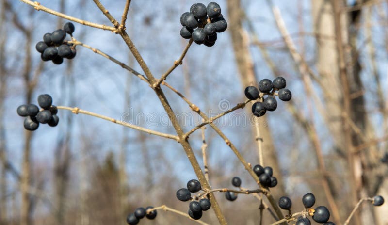 Blue Berries Growing on Branch Stock Photo - Image of berries, outdoor ...