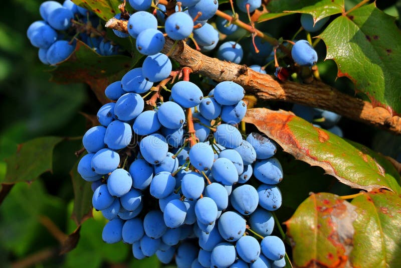 Blue berries on the vine stock image. Image of branch - 76340829