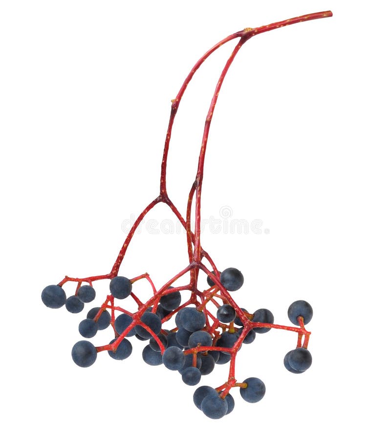 Blue Berries of Wild Grape (Parthenocissus) Isolated Stock Photo ...