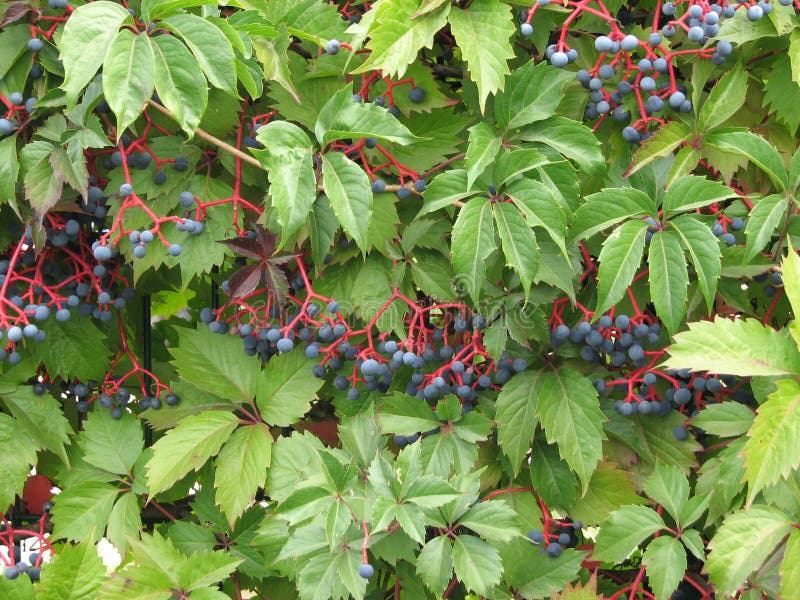 Blue Berries of Wild Grapes Stock Image - Image of green, beauty: 162130185