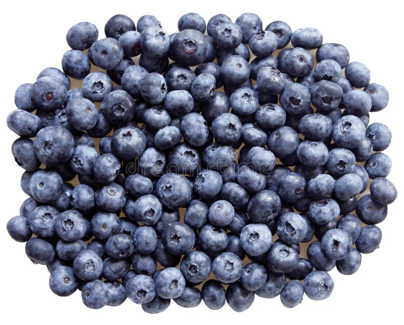Blue Berry stock photo. Image of closeup, organic, nature - 5931378