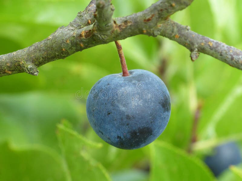 Blue Berry on Bush stock photo. Image of foliage, blue - 139099358