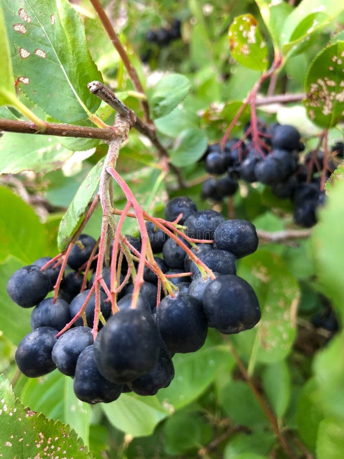 Blue Berry Cluster stock image. Image of blue, outdoor - 125295293