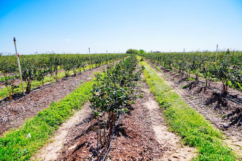 Blue berry farm stock image. Image of forest, flower - 212627549