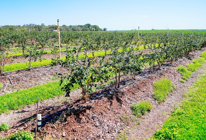 Blue berry farm stock image. Image of field, landscape - 212627597