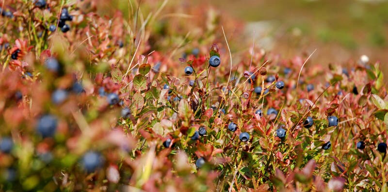 Blue Berry Field stock image. Image of colorful, lapland - 6674045